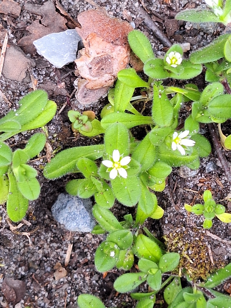 Little Mouse-ear from Müggelheim, 12 Berlin-Bezirk Treptow-Köpenick ...