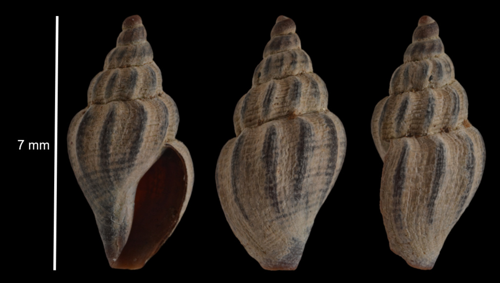 Red Conelet from Trébeurden, France on February 11, 2024 at 12:41 PM by ...