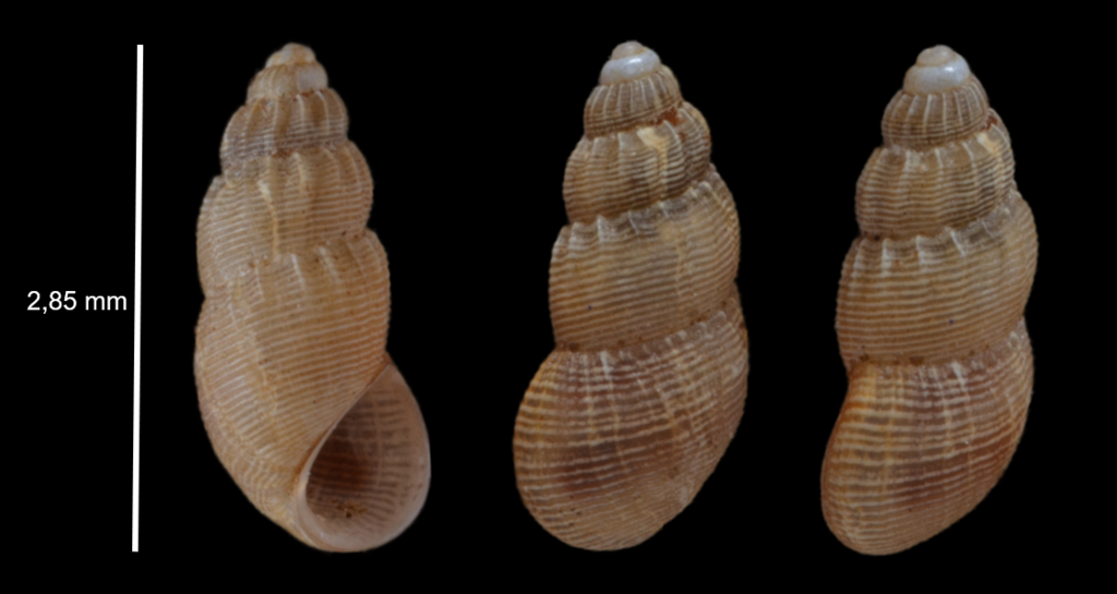 Onoba semicostata from Côtes-d'Armor, Bretagne, FR on February 11, 2024 ...