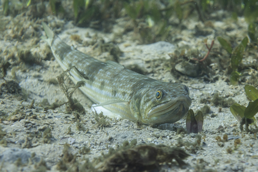 Large-scaled Grinner from Cabbage Tree Bay, AU-NS-MN, AU-NS, AU on ...