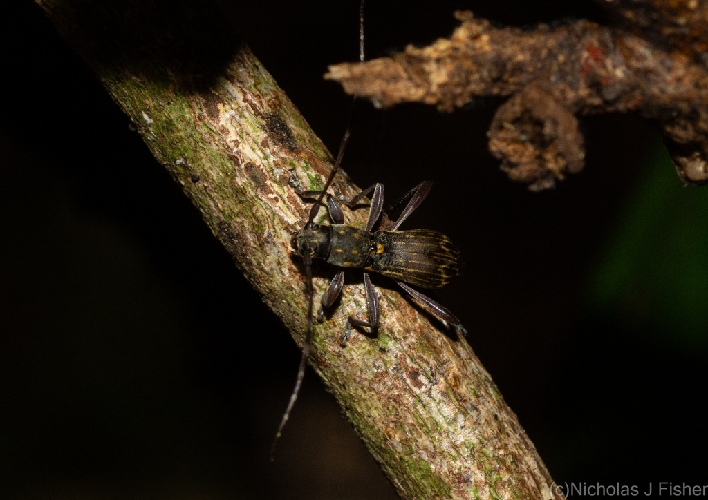 Mesolita lineolata from Tamborine Mountain QLD 4272, Australia on March ...