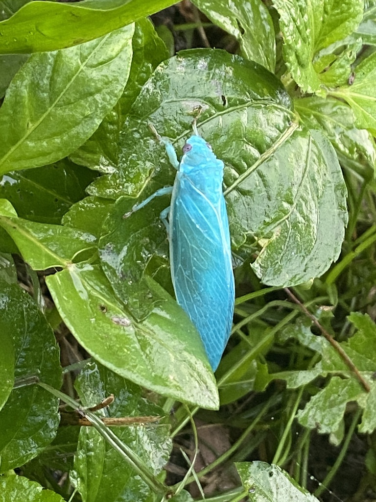 Lesser Bladder Cicada from Bloomsbury, QLD, AU on March 30, 2024 at 06: ...
