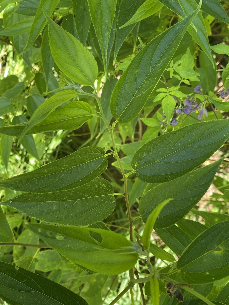 Nettle Tree from Southeast Inner Brisbane, Tingalpa, QLD, AU on March ...