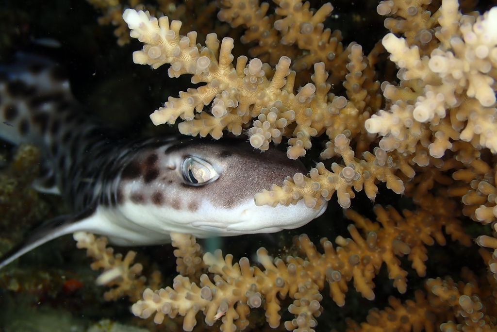 Coral catshark in March 2024 by Febrianne S. Sitting on a bed of ...
