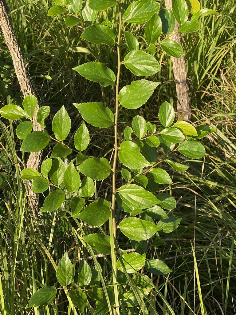 Chinese Hackberry from Southeast Outer Brisbane, Tingalpa, QLD, AU on ...