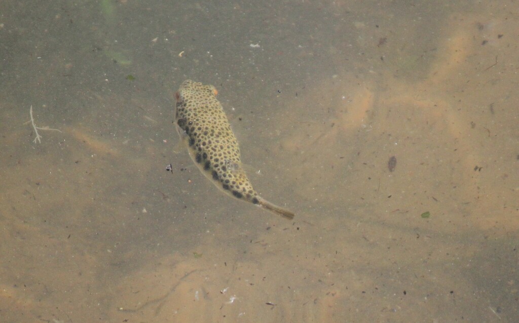 Common Toadfish from Sydney NSW, Australia on March 27, 2024 at 01:42 ...