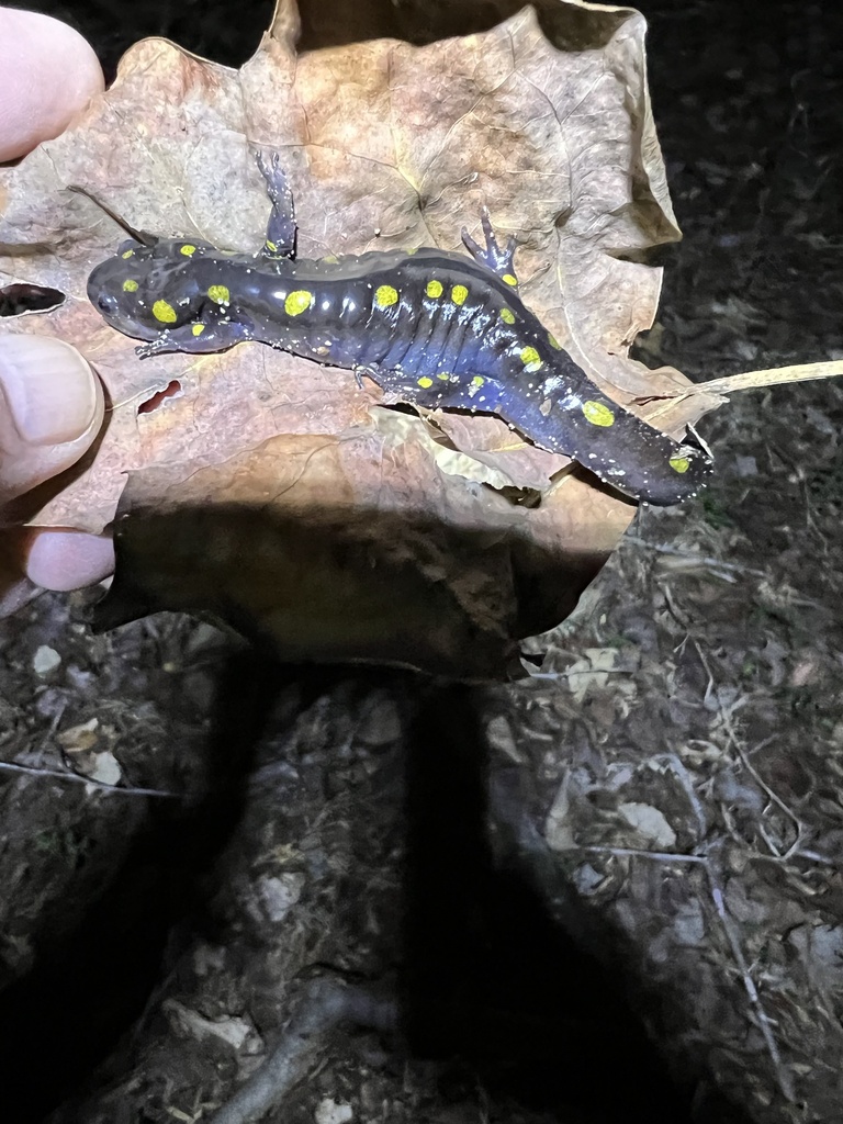 Spotted Salamander from Double Oak Rd, Prince Frederick, MD, US on ...