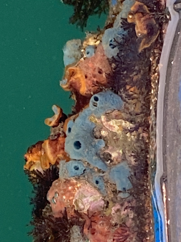 Blue Tube Sponge from Hạ Long, VN-QN, VN on March 30, 2024 at 04:53 PM ...