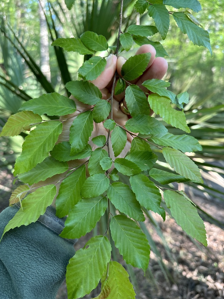 Winged Elm from Brunswick, GA, US on March 30, 2024 at 08:40 AM by ...