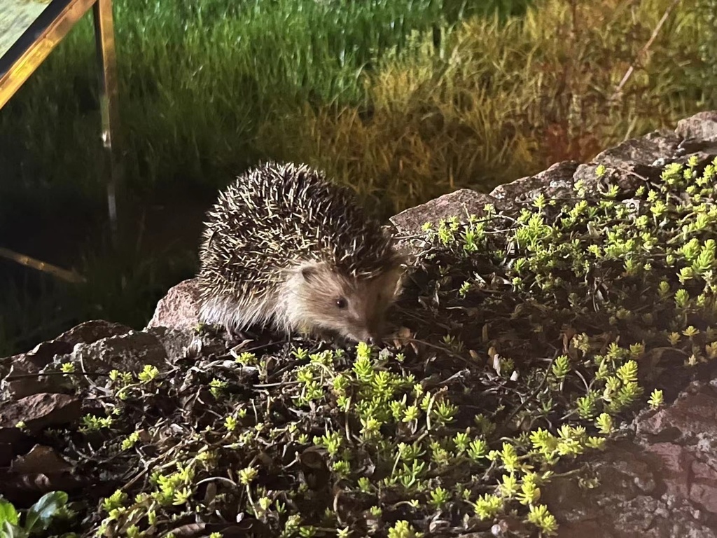 Woodland Hedgehogs from 天鹅湖公园, 合肥市, 安徽省, CN on March 30, 2024 at 08:49 ...