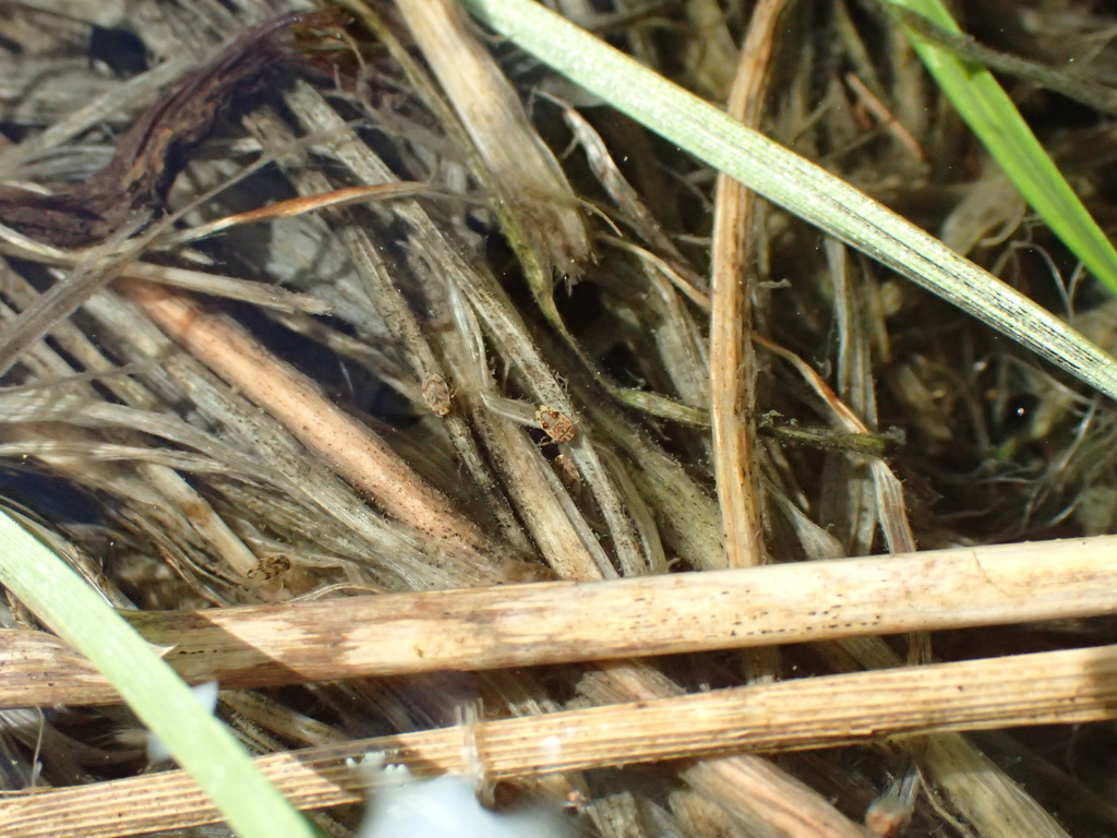 Micronecta in March 2024 by renshuchu · iNaturalist