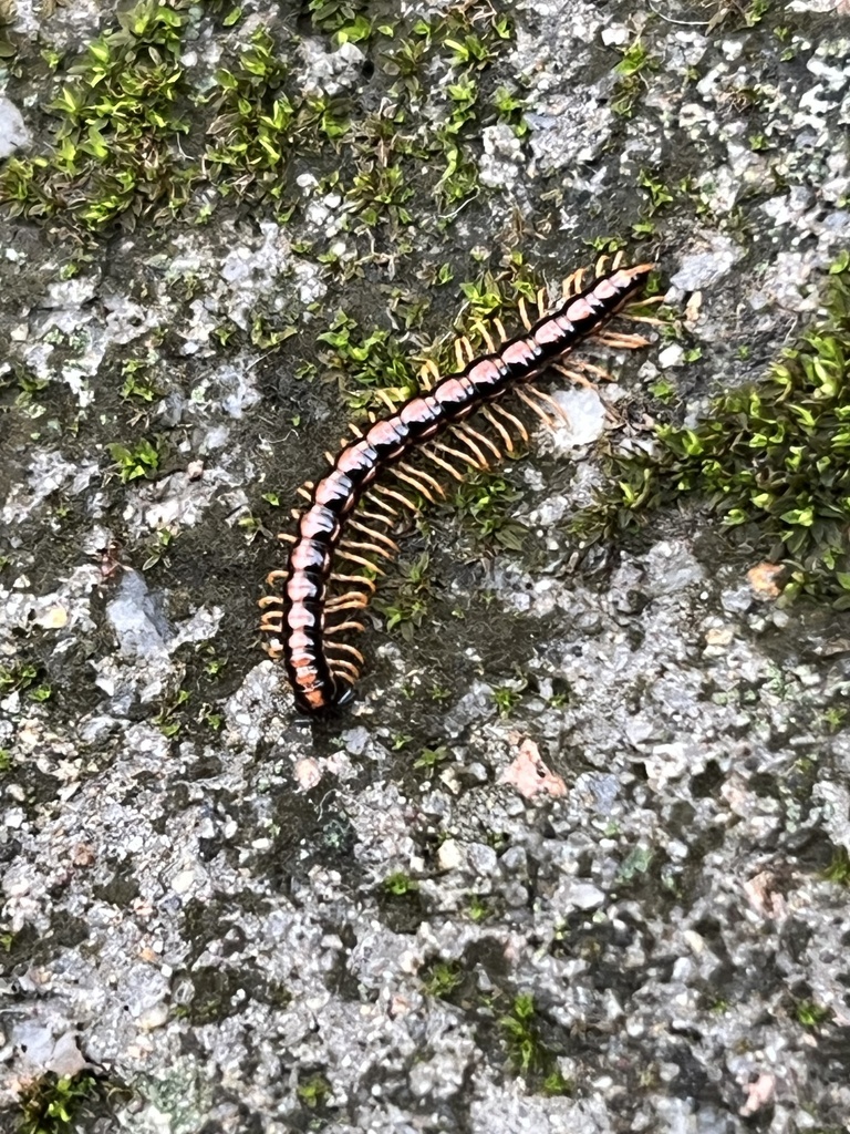 Orange Rosary Millipede from 天平架, 广州市, 广东省, CN on March 30, 2024 at 05: ...