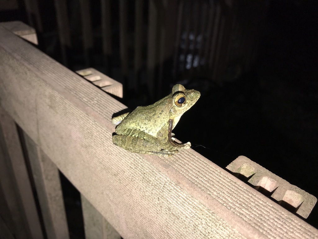 Robust Kajika Frog from 臺灣島, 新莊區, NWT, TW on March 28, 2024 at 11:13 PM by friend1047 · iNaturalist