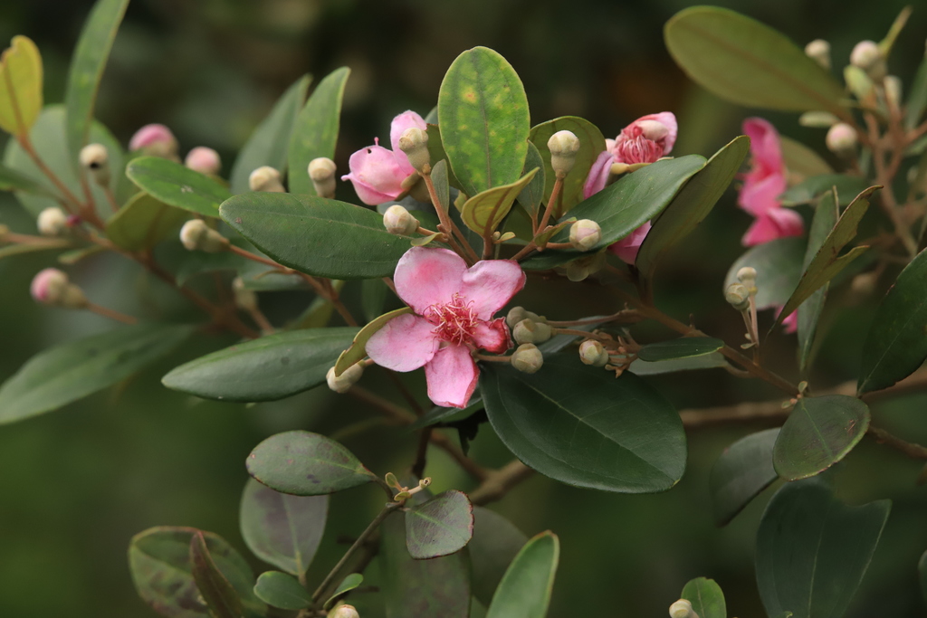 Rose Myrtle from 香港金山 on April 27, 2019 at 10:44 AM by Holis Lam ...