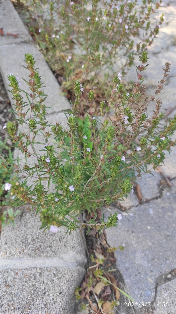 Summer Savory from Budapest, Cinkota, 1164 Magyarország on September 7 ...