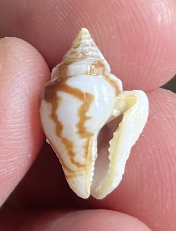 Columbella strombiformis from Canal de la Guarda, Provincia de Panamá ...