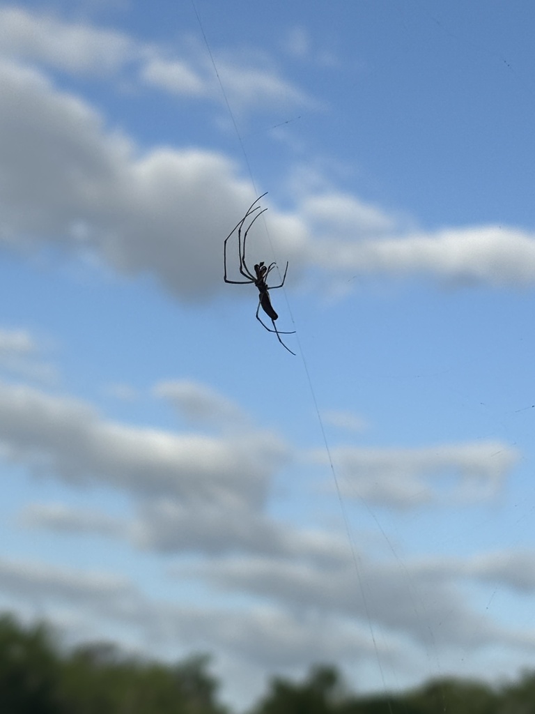 Elongate Stilt Spider from Vinton, LA, US on March 30, 2024 at 08:25 AM ...