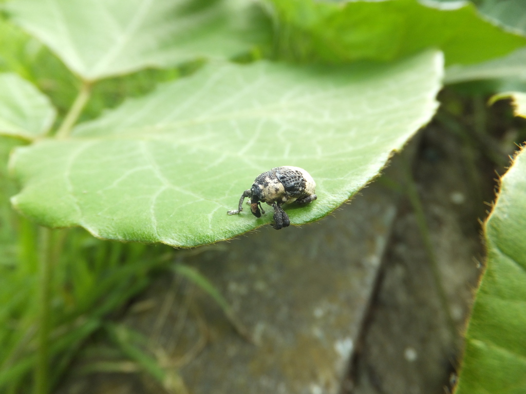 Sternuchopsis trifida in June 2014 by hakkahamushi · iNaturalist
