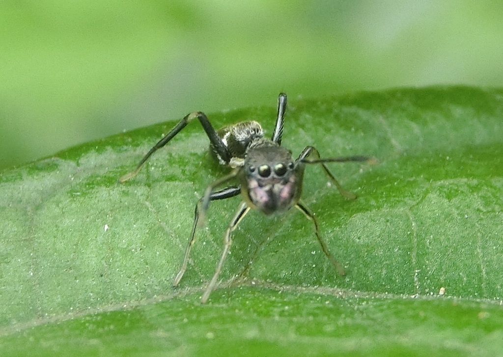 Ant-mimic Spiders from 510台灣彰化縣員林市 on March 30, 2024 at 02:15 PM by ...
