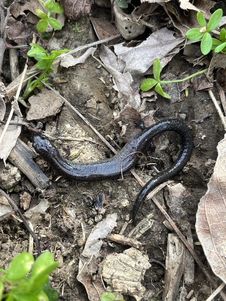 Northern Ravine Salamander in March 2024 by diomedea_exulans_li ...