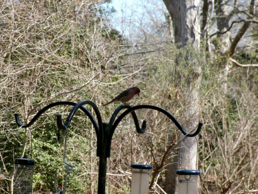 House Finch from Cape May Point, NJ, USA on March 28, 2024 at 10:21 PM ...