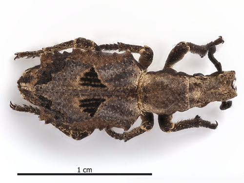 Género Microcerus · iNaturalist Mexico