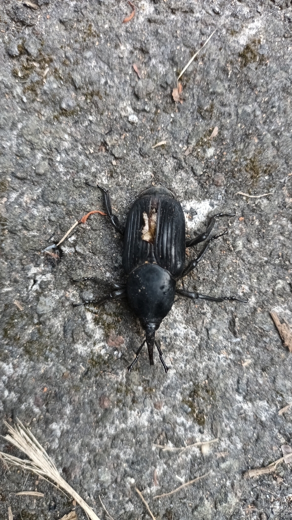 South American Palm Weevil from Finca La Gracia on March 30, 2024 at 08:01 AM by Heidi Pasch de ...