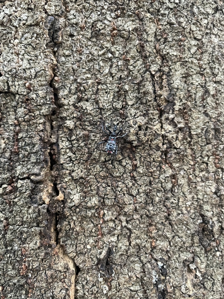 Japanese Assassin Bug from 日本、〒179-0072 東京都練馬区光が丘 on March 30, 2024 at ...