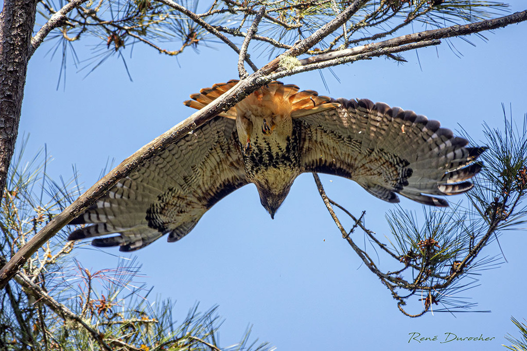 Jamaican Red-tailed Hawk from Furcy, Haiti on March 27, 2024 at 10:41 ...