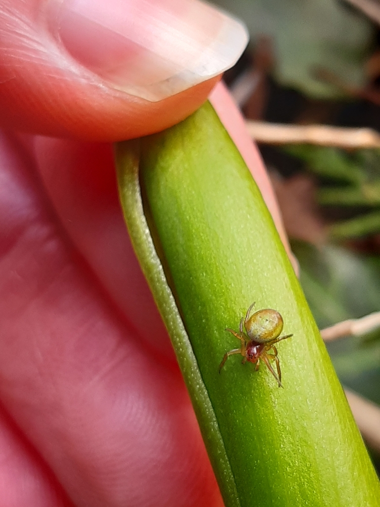 Cucumber Spiders from St Peter's Church, Pitton, Salisbury SP5 1DJ, UK ...