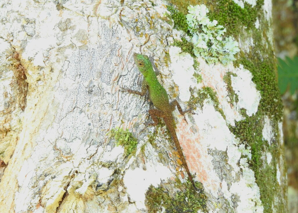 Bark Anole from Municipio de Sabana de la Mar, Dominican Republic on ...