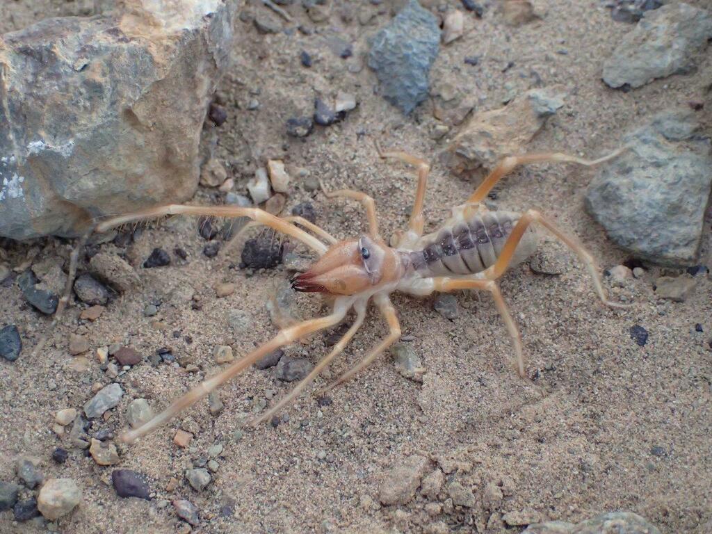 Scorpion-Spiders from Tinghir Province, Marokko on April 17, 2019 at 05 ...
