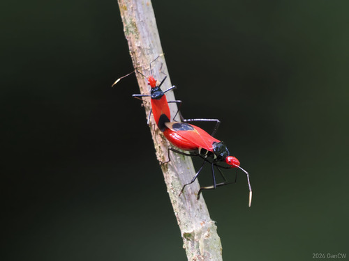 Dindymus variabilis · iNaturalist