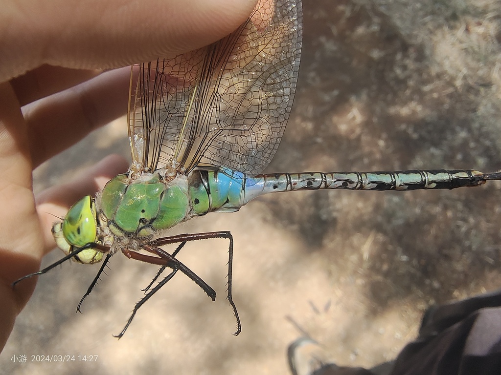Anax julius from Kunming, Yunnan, China on March 24, 2024 at 02:27 PM ...
