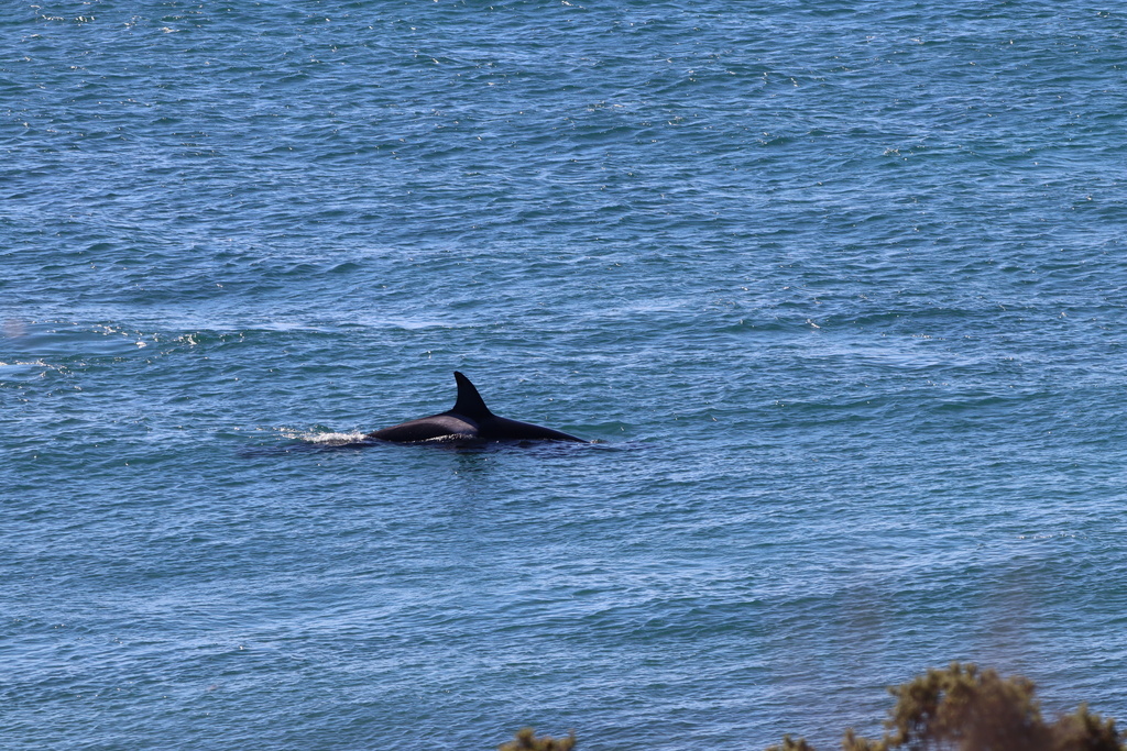 Orca from Atlantic Ocean, Province du Chubut, AR on March 24, 2024 at ...