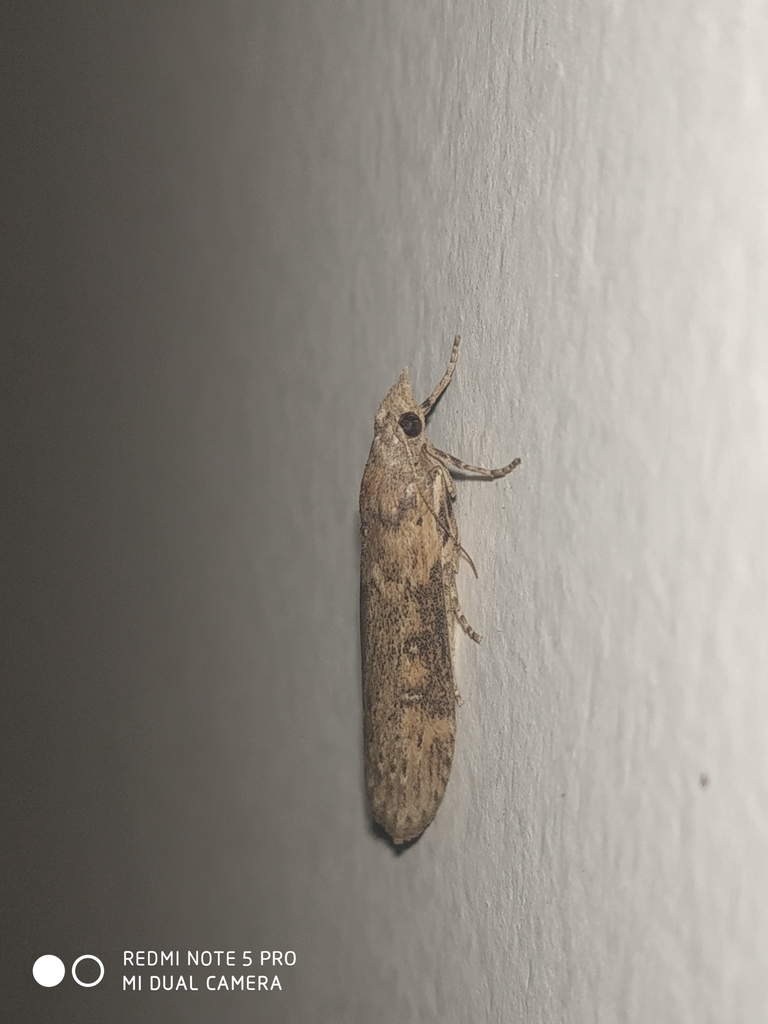 Lamoria from PH9Q+52, Chindepalle, Andhra Pradesh 517619, India on ...