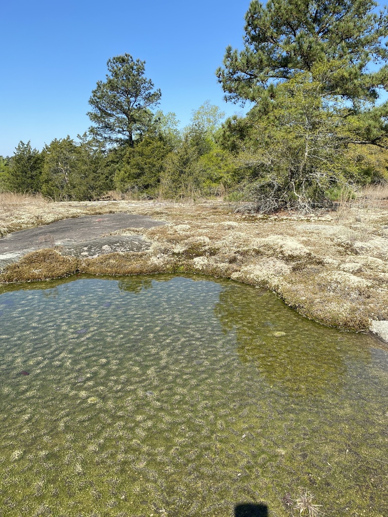 Mat-forming Quillwort in March 2024 by soheyr · iNaturalist