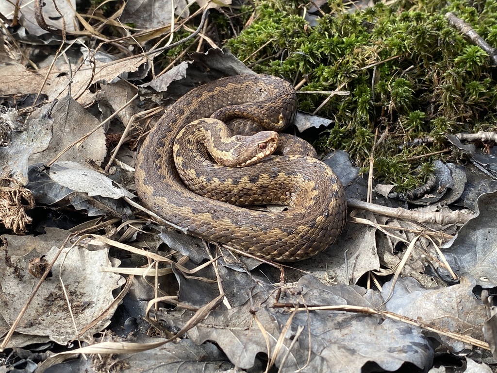 Adder in March 2024 by MarekOnski · iNaturalist