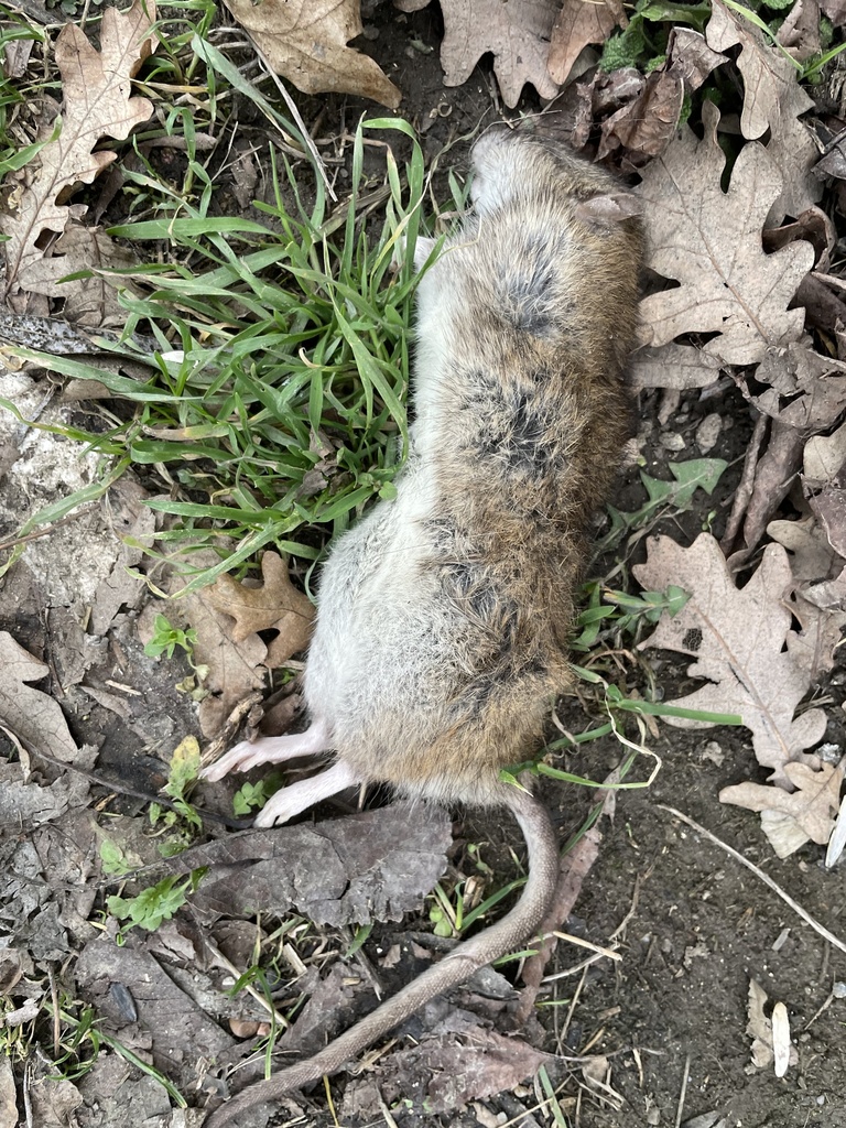 Brown Rat from Strada Alexandru Ioan Cuza, Negresti, Vaslui, RO on ...