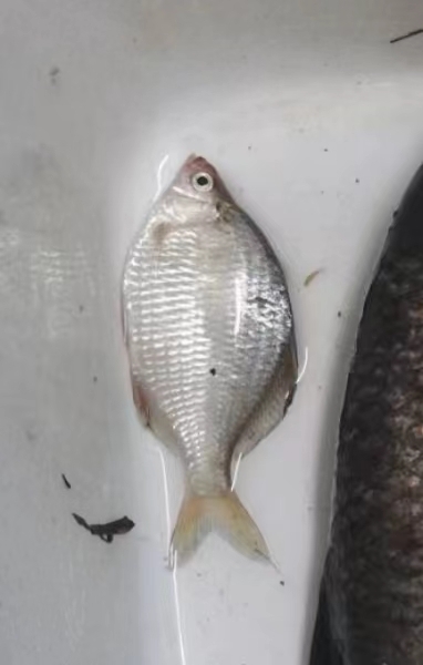 Giant Chinese Bitterling from 中国湖北省武汉市武昌区 on September 24, 2023 by ...