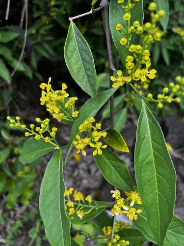 Ciruelo (Bunchosia nitida)