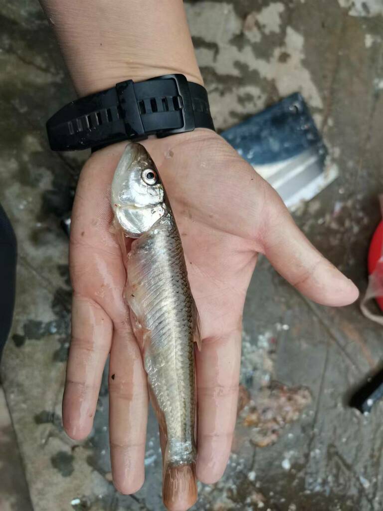 Opsariichthys bidens from 中国重庆市万州区 on February 23, 2023 by jyxie ...