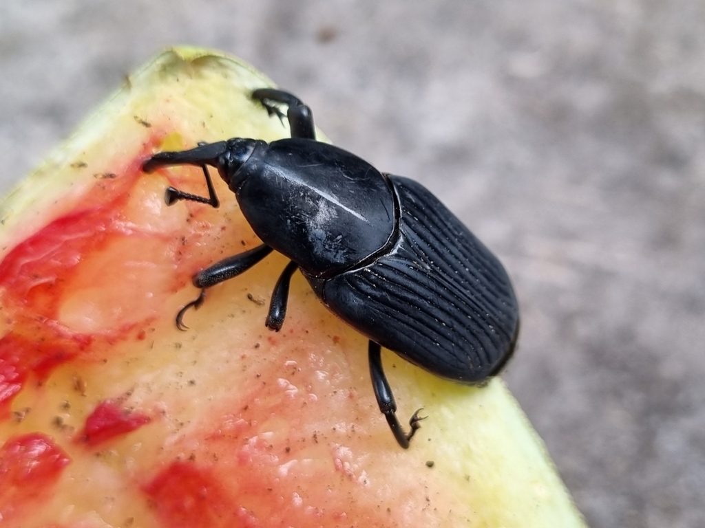 South American Palm Weevil from 2RCM+X38, Los Ranchitos, Nicaragua on ...