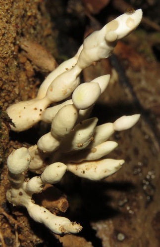 Pterula moniliformis · iNaturalist