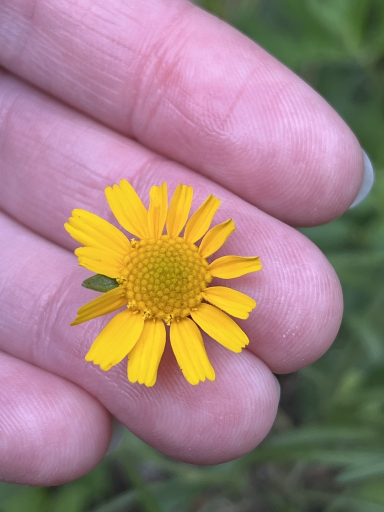 Fineleaf Four-nerved Daisy from Latta Branch Greenbelt, Austin, TX, US ...