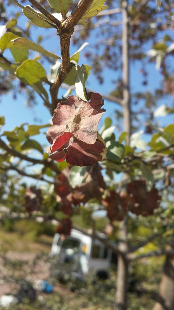 (Terminalia tropophylla) - Botanical Realm