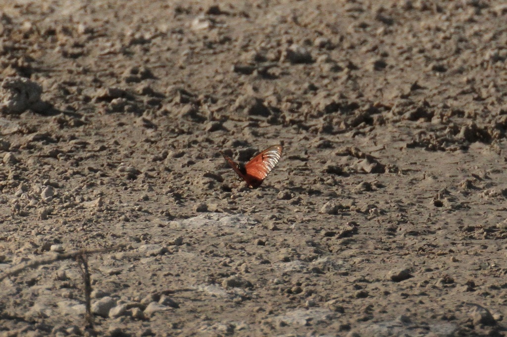 Wandering Donkey Acraea from Oshikoto Region, Namibia on March 15, 2024 ...