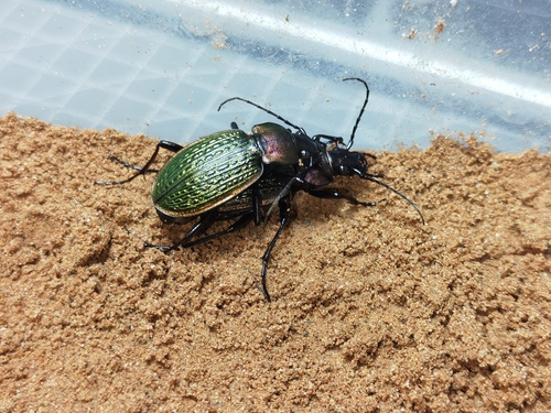 Carabus hienfoungi · iNaturalist