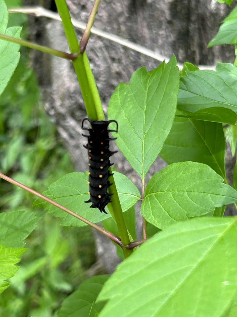 Pipevine Swallowtail from Magnolia, TX, US on March 29, 2024 at 02:03 ...