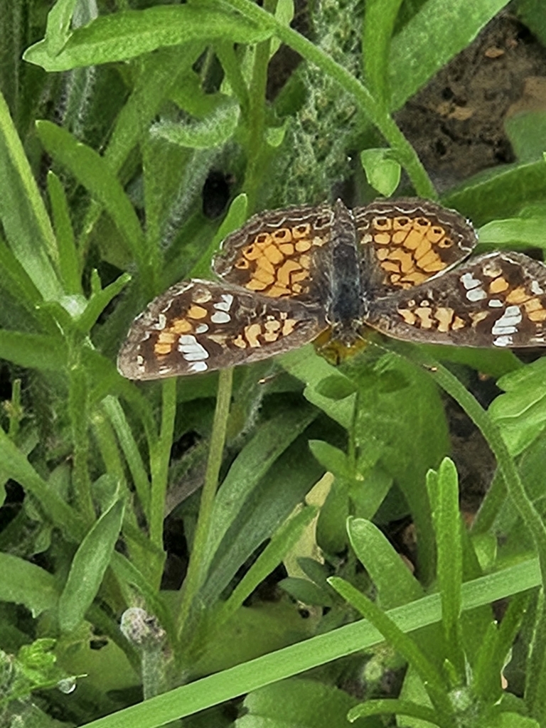 Phaon Crescent from Bexar County, US-TX, US on March 30, 2024 at 10:52 ...